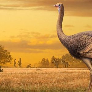 Paleontologists found the fossil remains of a giant bird: more than ...